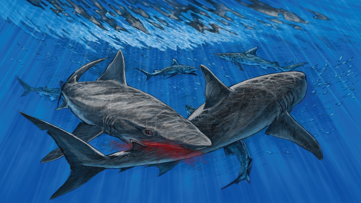 Rare evidence of shark-on-shark predation in the fossil record - The ...