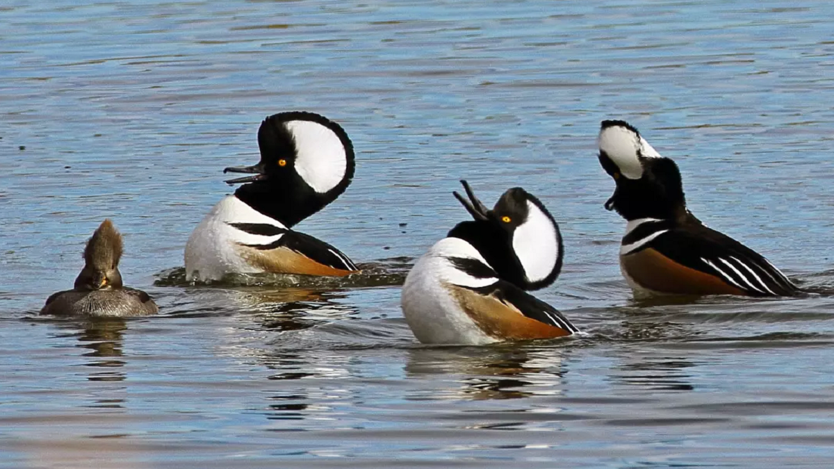 Most commonly hunted migratory birds in Maryland - The Southern ...