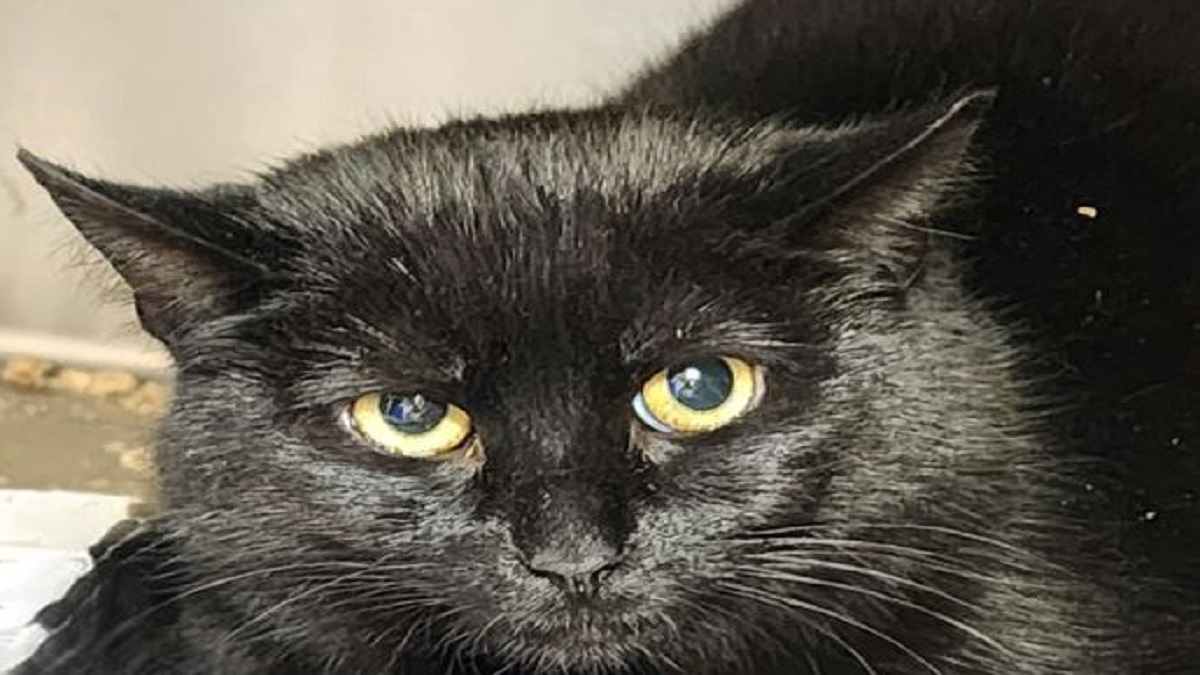 Meet Bumble Bee, the Working Cat Ready to Bring in the Spring Season ...