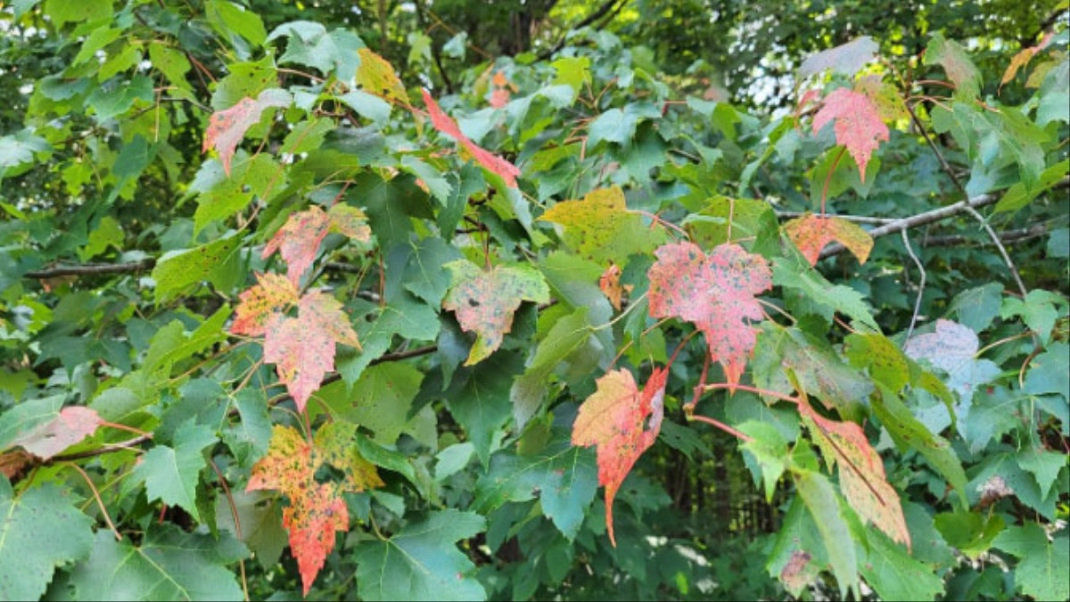 Maryland's 2023 Fall Foliage: What to Expect - The Southern Maryland ...