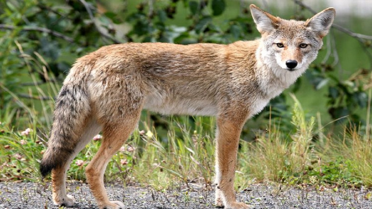 Rabid Coyote Detected in Charles County, Health Alert Issued - The ...