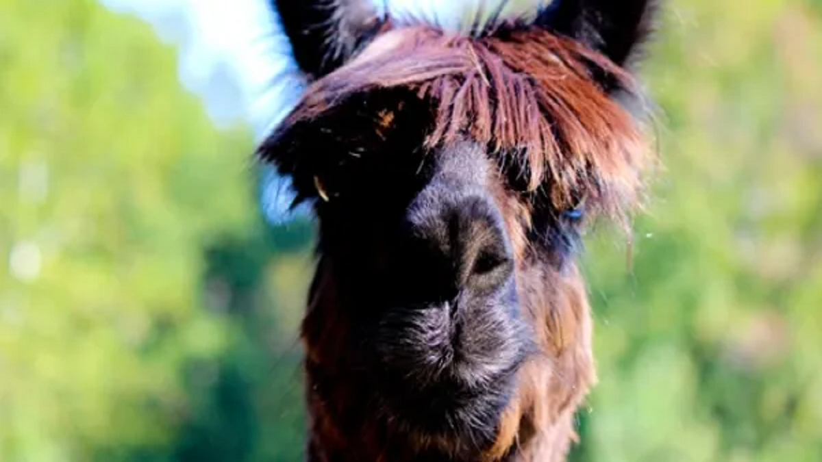 Maryland Farm & Harvest Spotlights Briar Branch Alpaca Farm's ...
