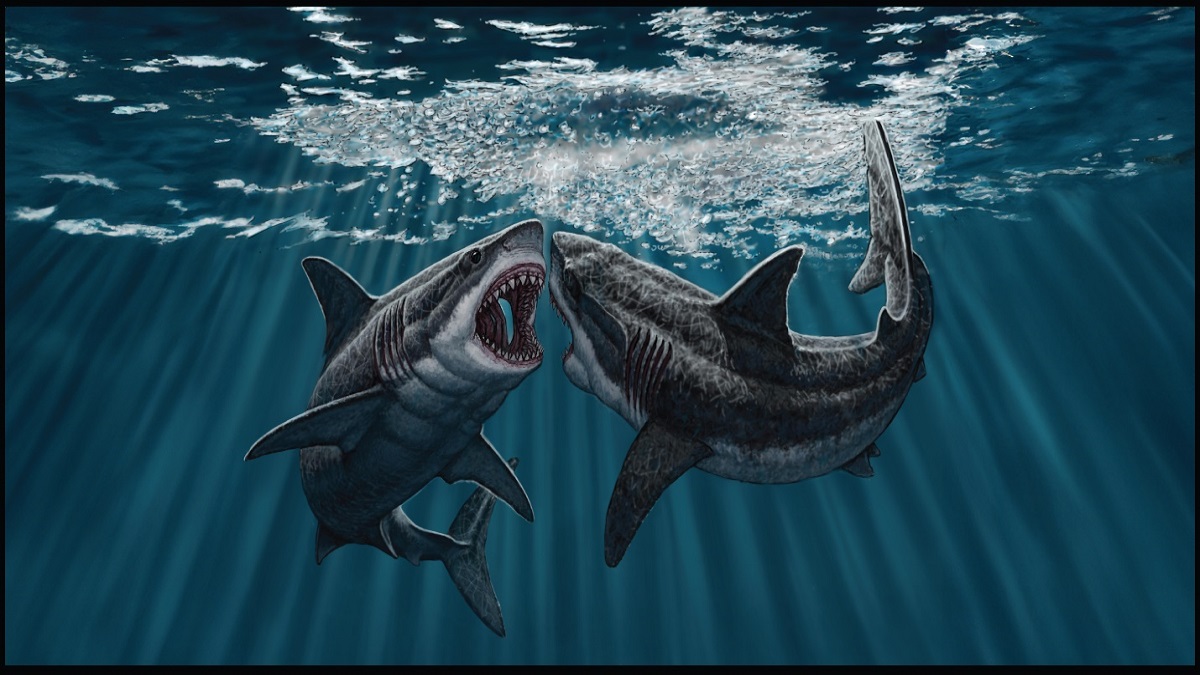 Prehistoric Giant Becomes Maryland's Iconic State Shark - The Southern ...